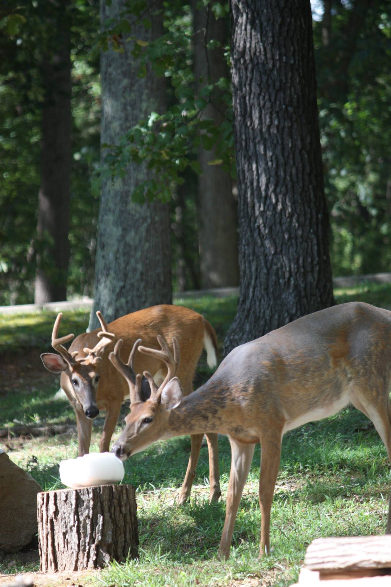 Photos | Woodson Bend Resort